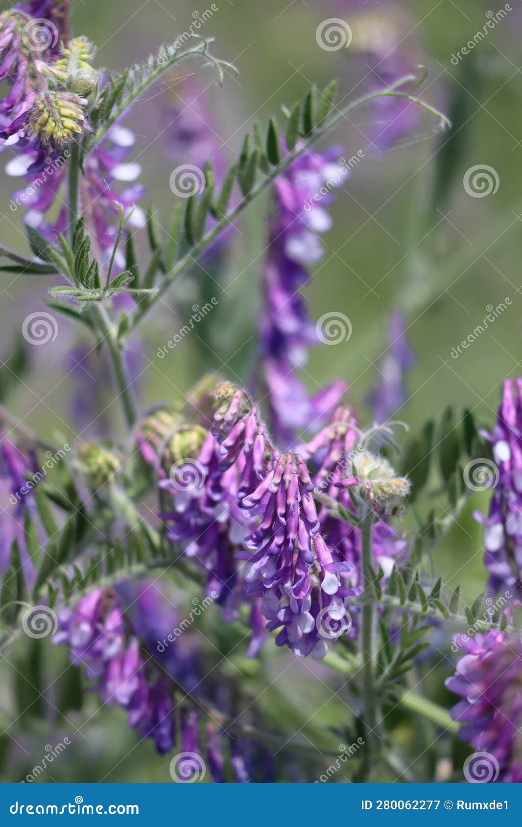 Tufted Vetch in the Wind stock image. Image of nature - 280062277