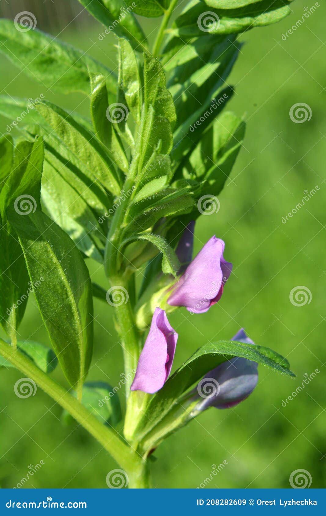 Vetch Vicia Sativa Grows in the Field Stock Image - Image of crimson ...