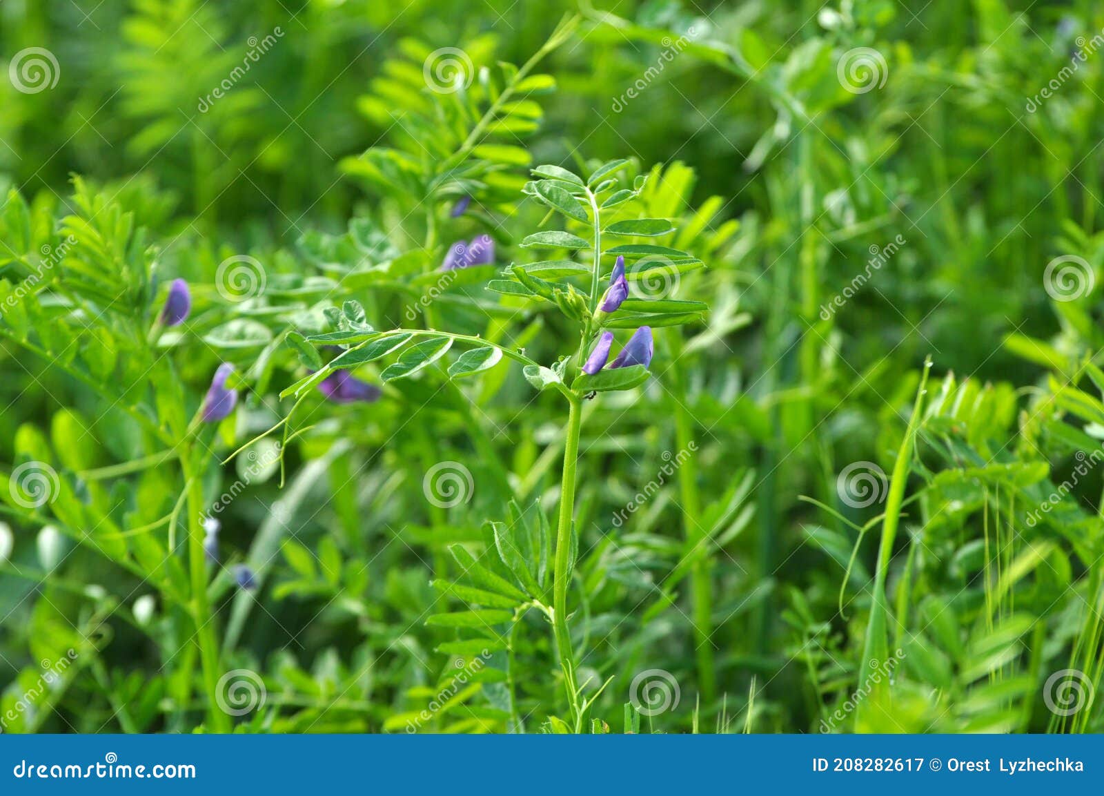 Vetch Vicia Sativa Grows in the Field Stock Image - Image of blooming ...