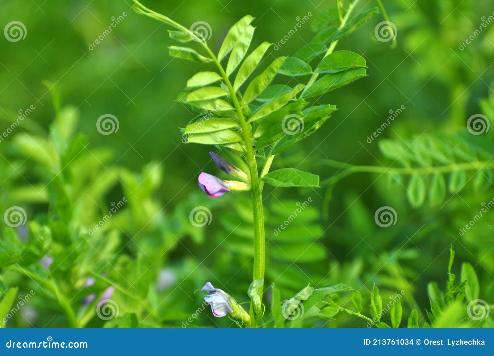 Vetch Vicia Sativa Grows in the Field Stock Photo - Image of color ...