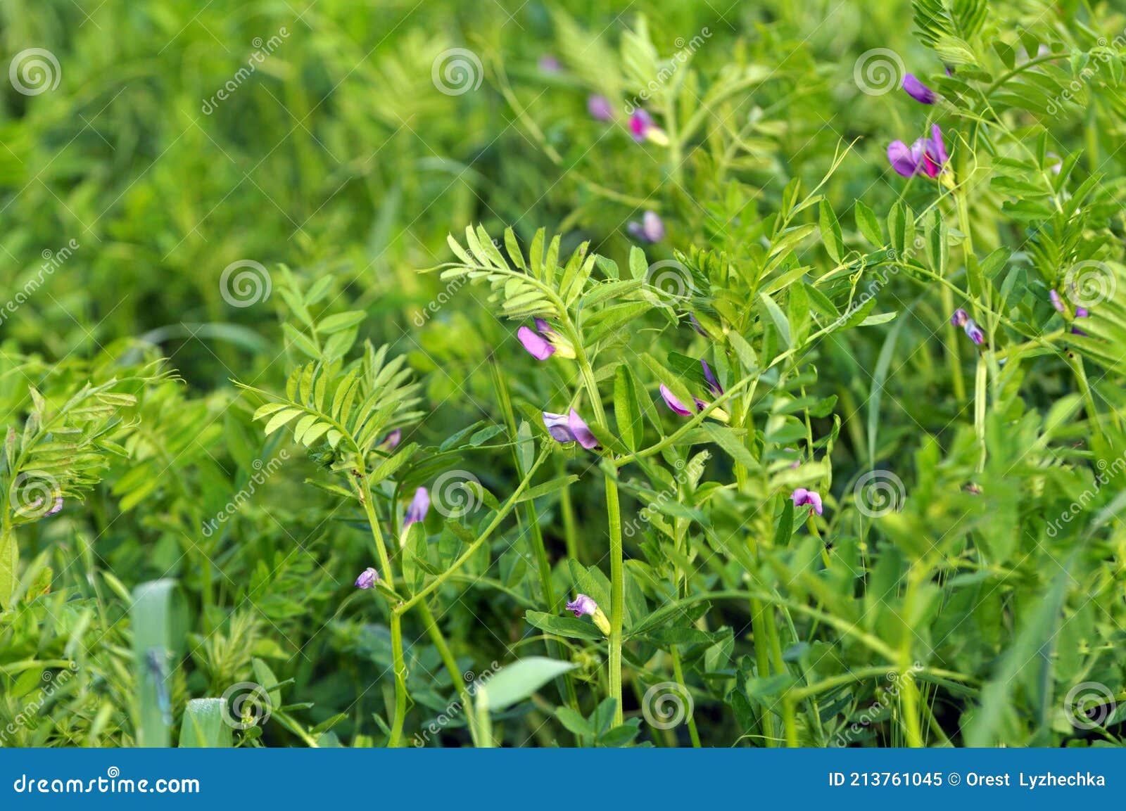Vetch Vicia Sativa Grows in the Field Stock Image - Image of hardy ...