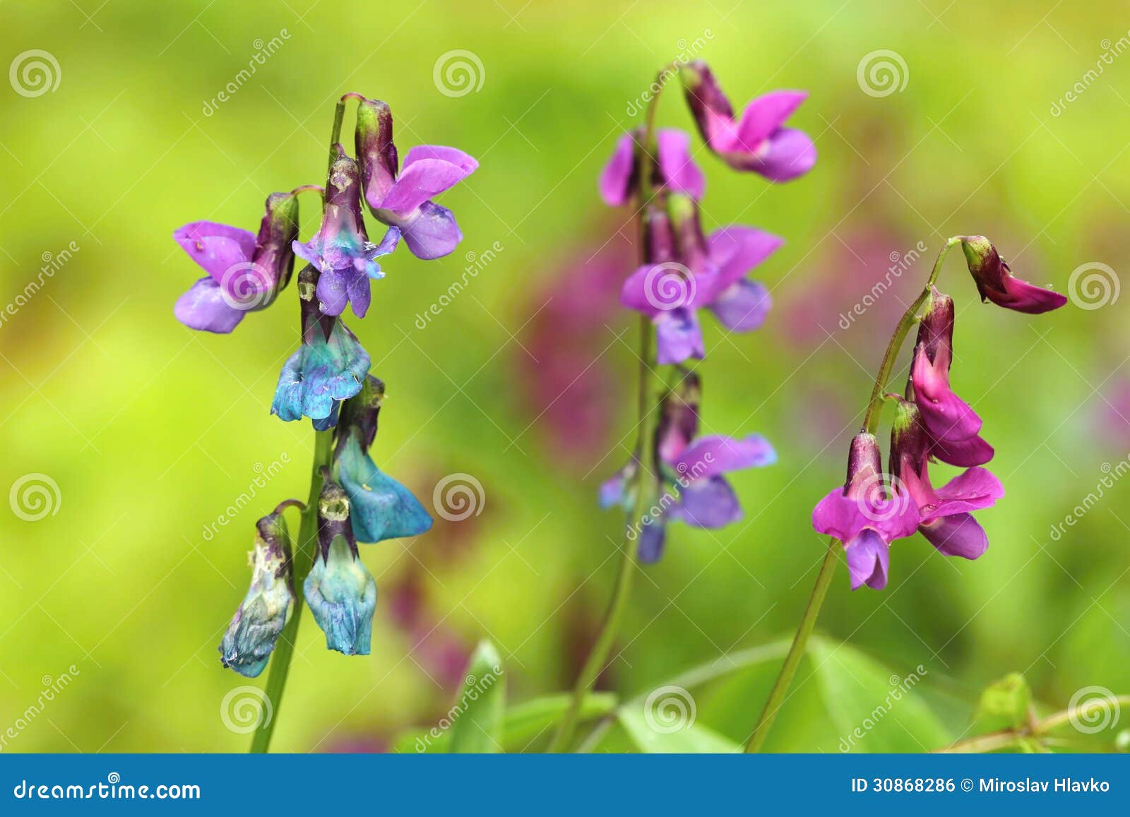 Vetchling stock photo. Image of prime, botany, vetchling - 30868286