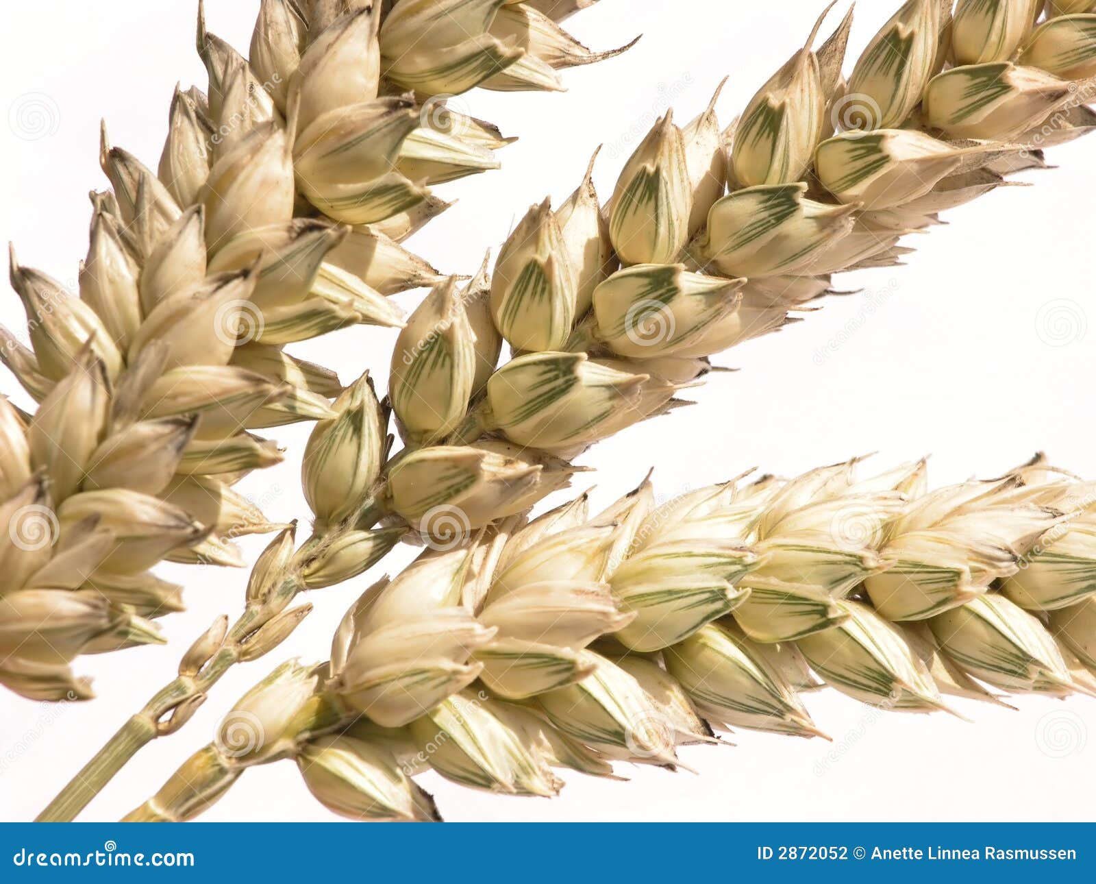 Vete arkivfoto. Bild av makro, fertilitet, skörda, jordbruk - 2872052