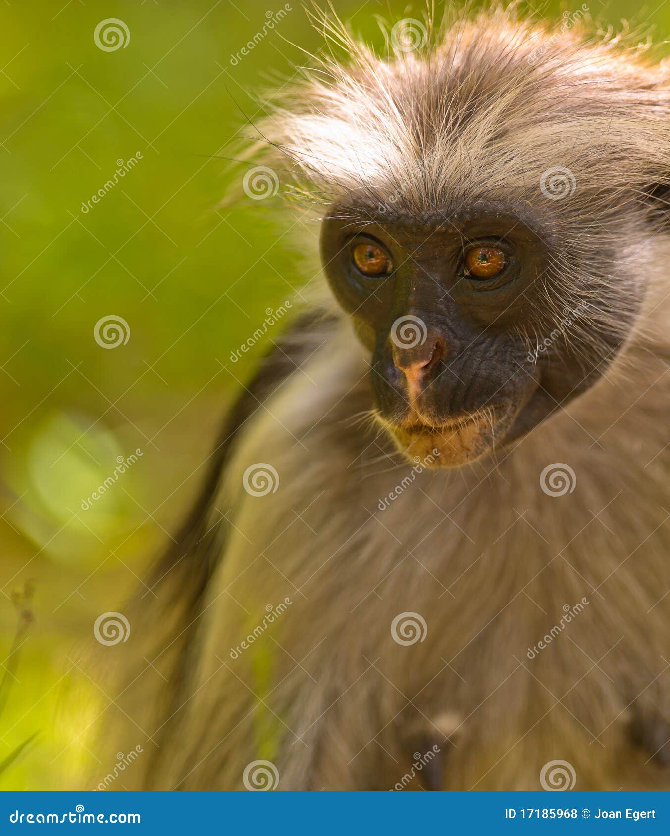 Sad Face Of Colobus Monkey Royalty-Free Stock Image | CartoonDealer.com ...