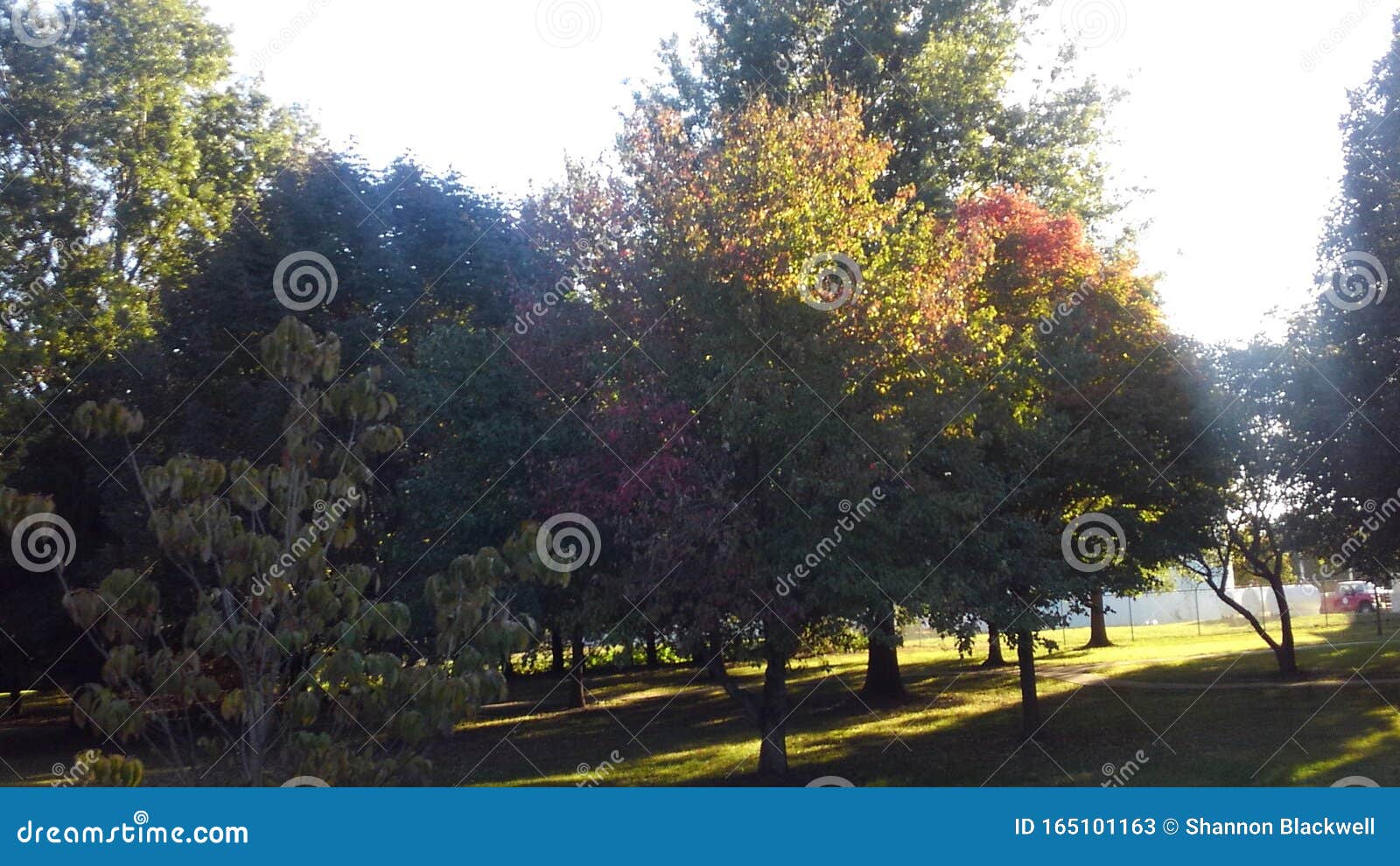 Veterans Memorial Tree Park Stock Image - Image of park, small: 165101163