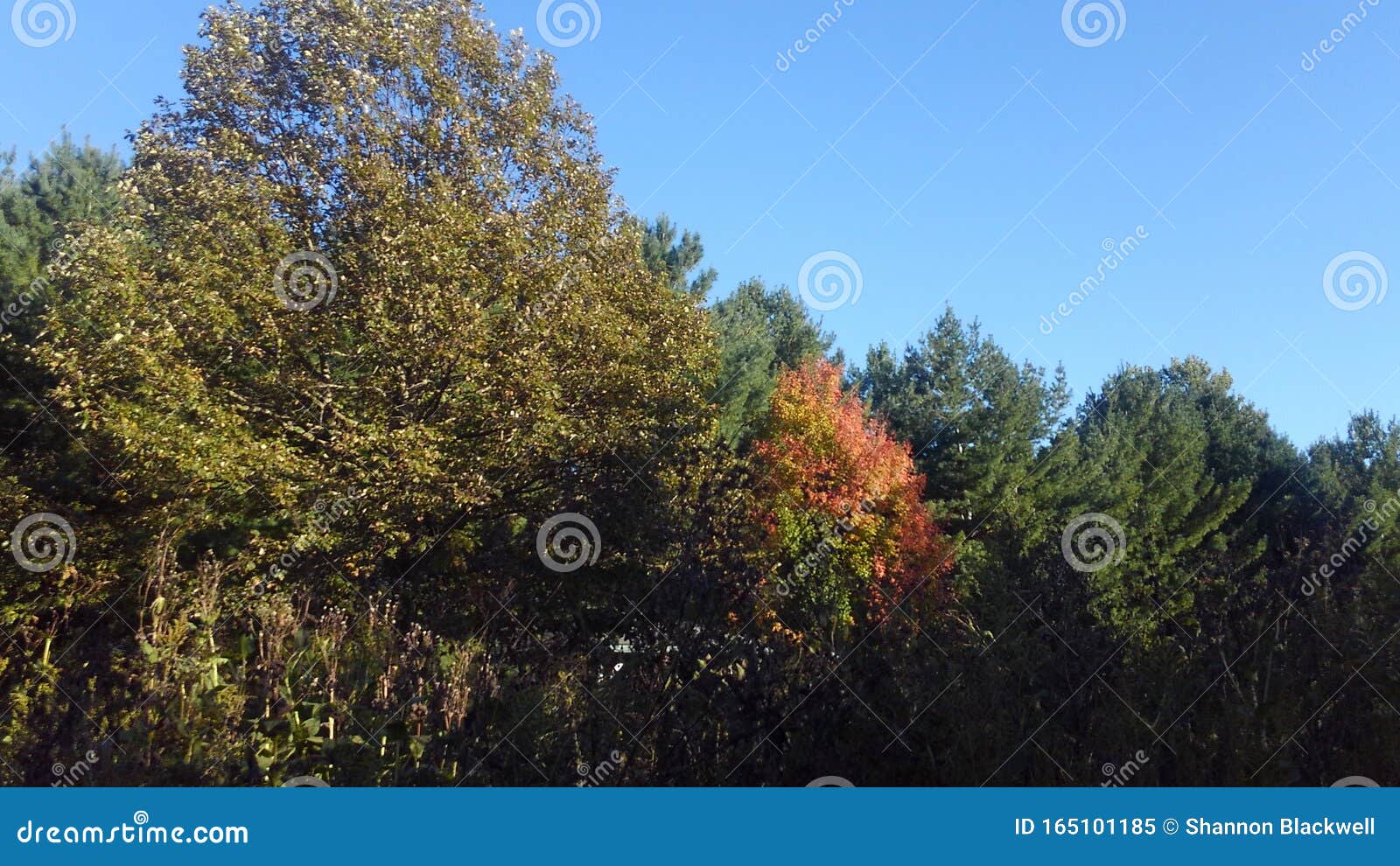 Veterans Memorial Tree Park Stock Image - Image of tree, memorial ...