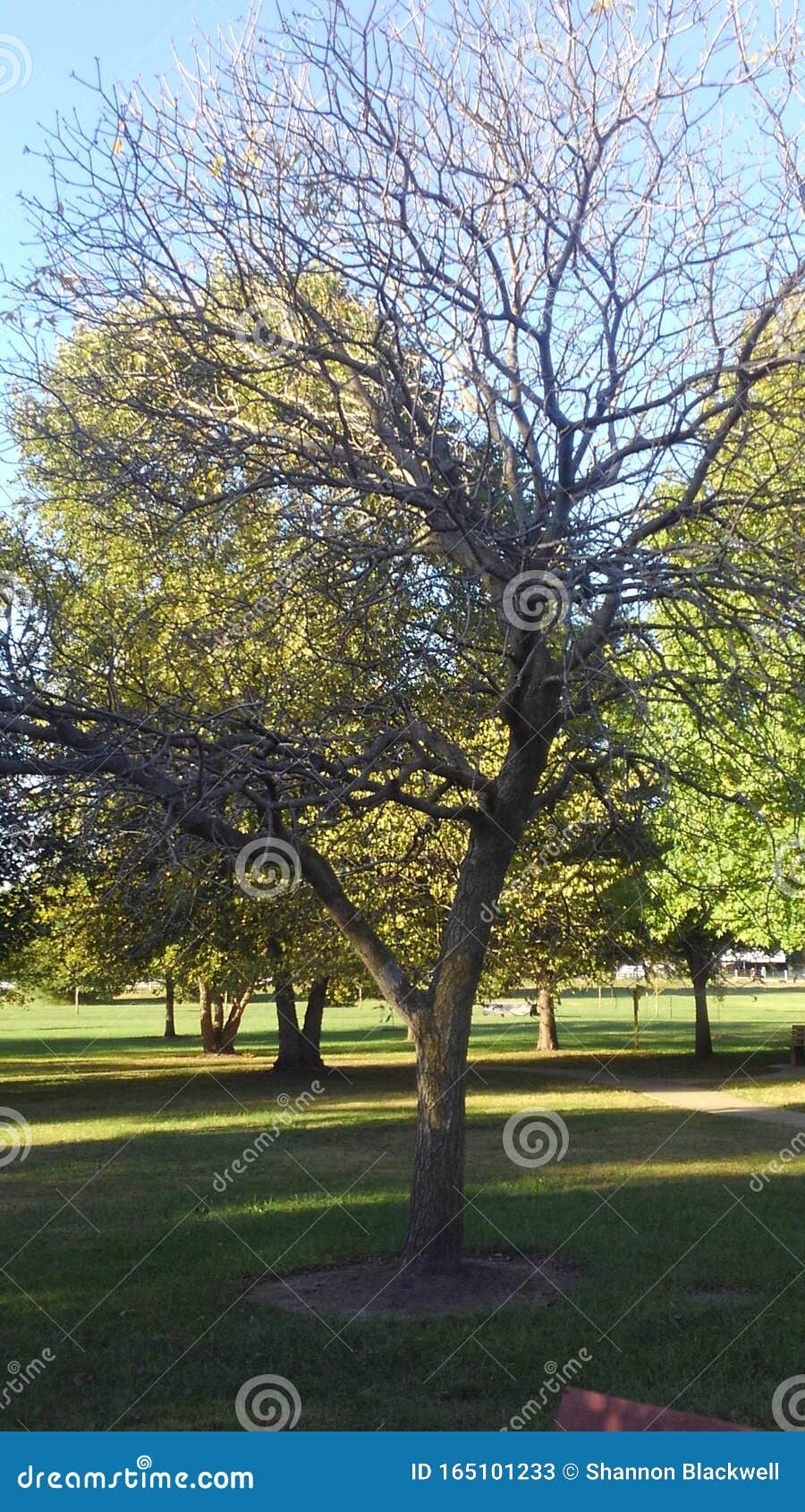 Veterans Memorial Tree Park Stock Image - Image of park, small: 165101233
