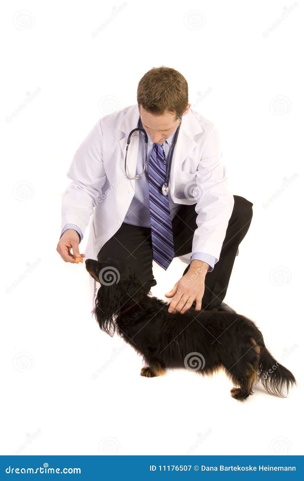 Veterinarian stock image. Image of animal, compassion - 11176507