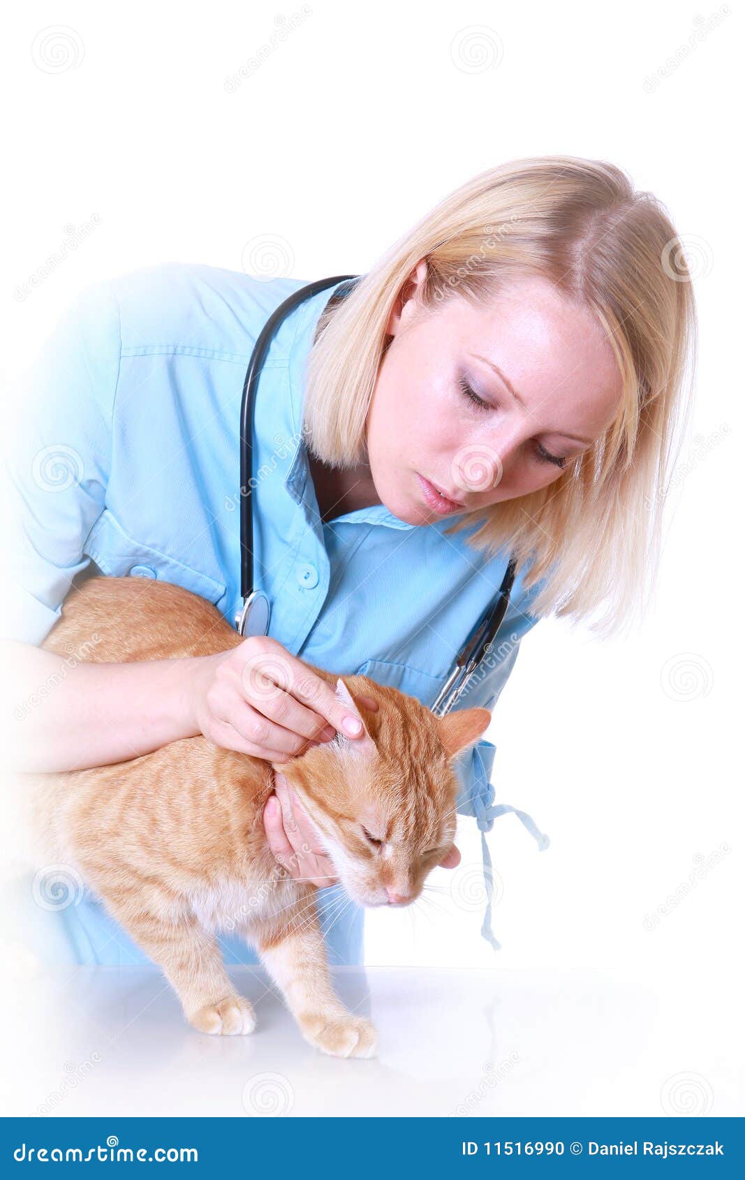 Veterinarian stock photo. Image of adult, specialist - 11516990