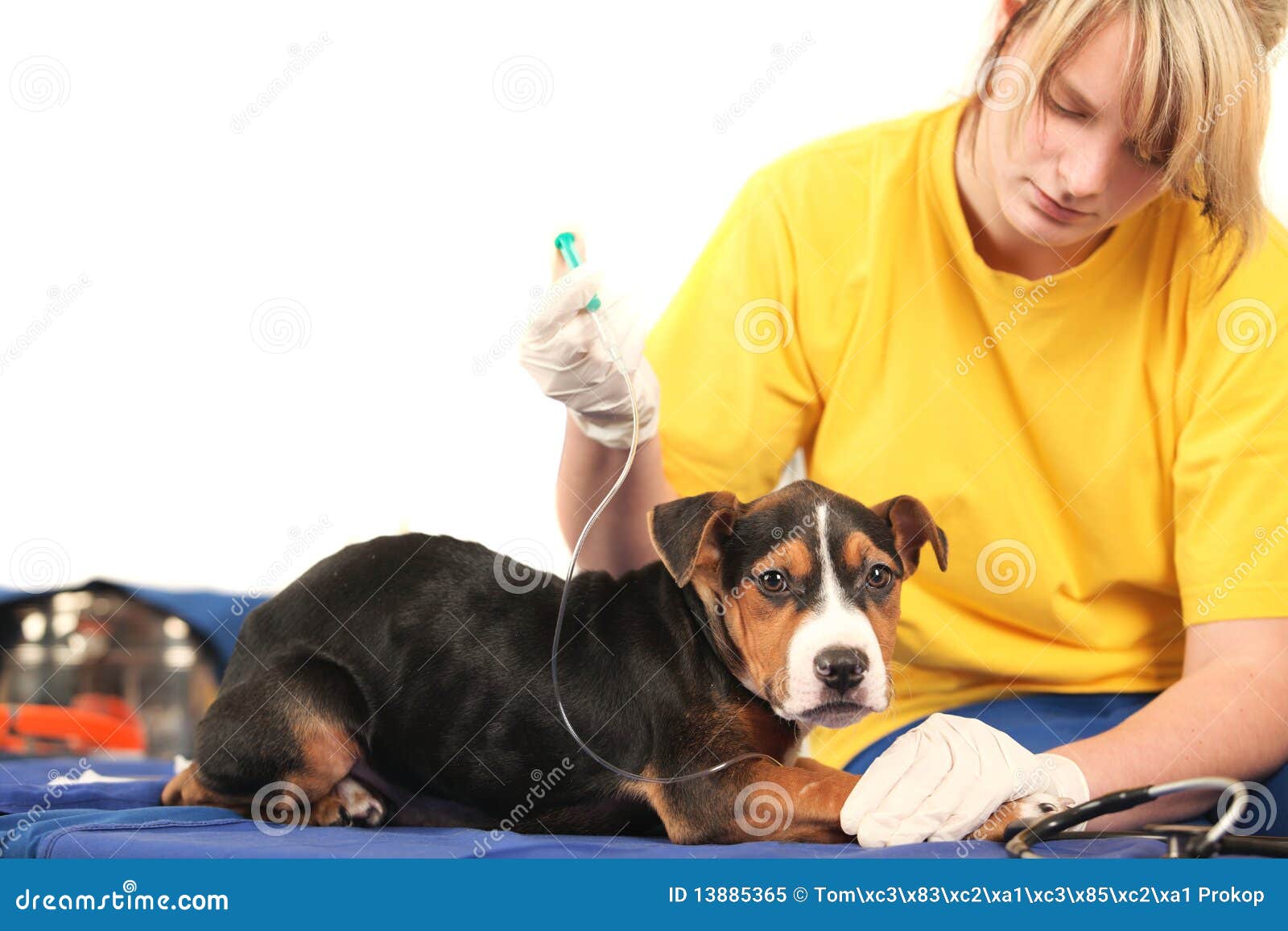 At the veterinarian stock image. Image of puppy, canine - 13885365