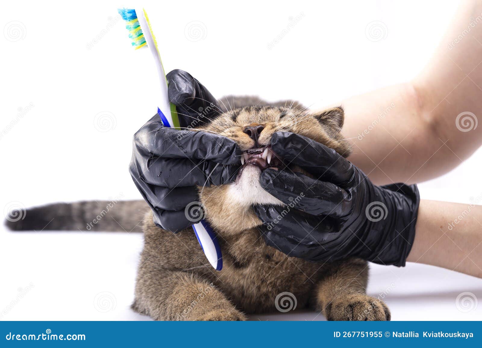 A Veterinarian Brushes the Teeth of a Brown Scottish Fold Cat. Cat ...