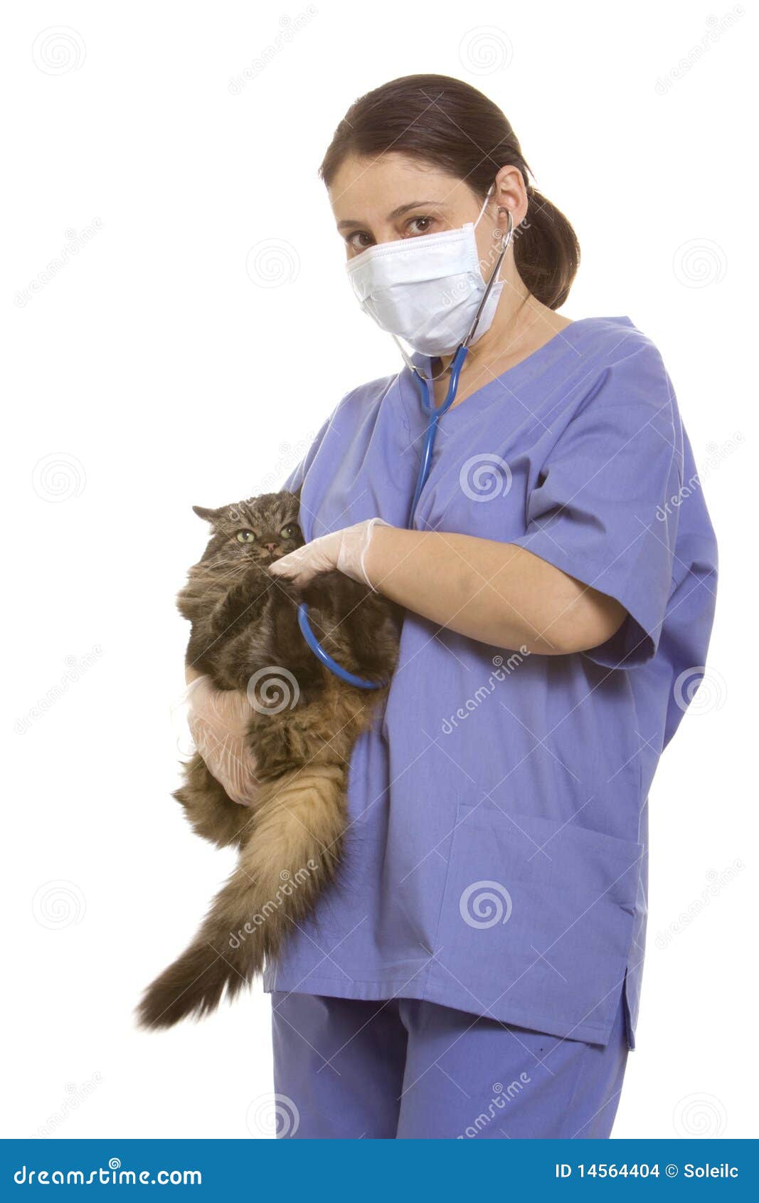 Veterinarian and cat stock photo. Image of female, patient - 14564404
