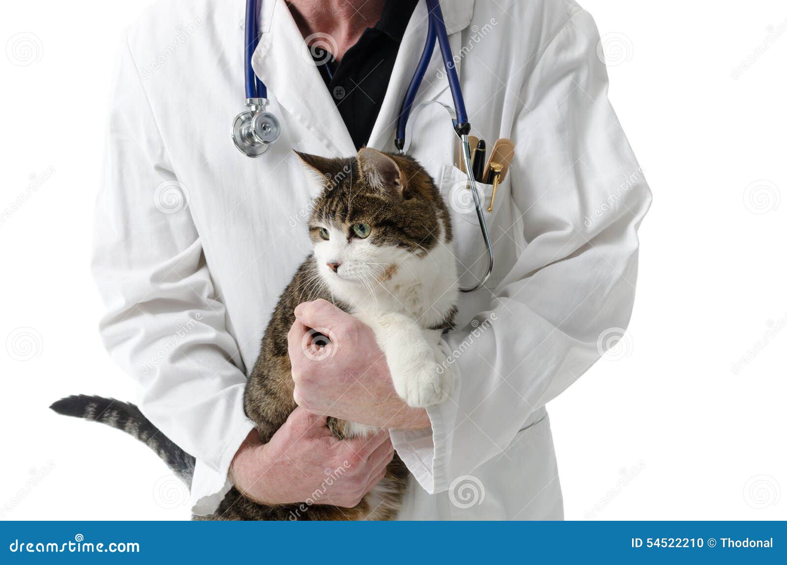 Veterinarian with cat stock photo. Image of mammal, clinic - 54522210