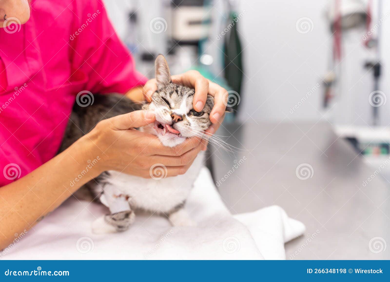 Veterinarian with a Cat on the Operating Table Checking Its Teeth at ...