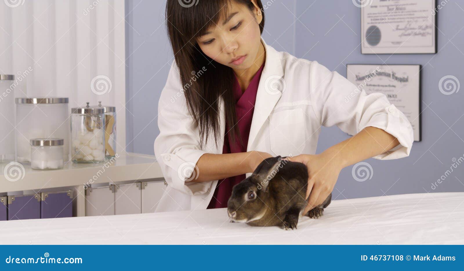 Veterinarian Checking on Rabbit Stock Photo - Image of chinese, patient ...
