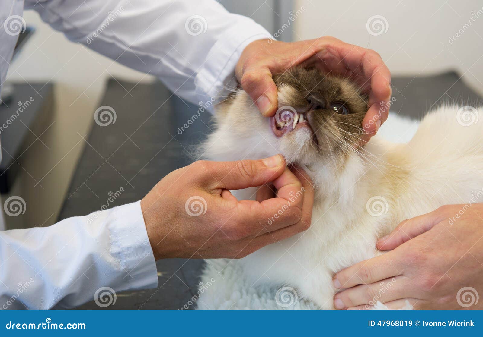 Veterinarian Checking Tooth from Cat Stock Image - Image of dirty ...