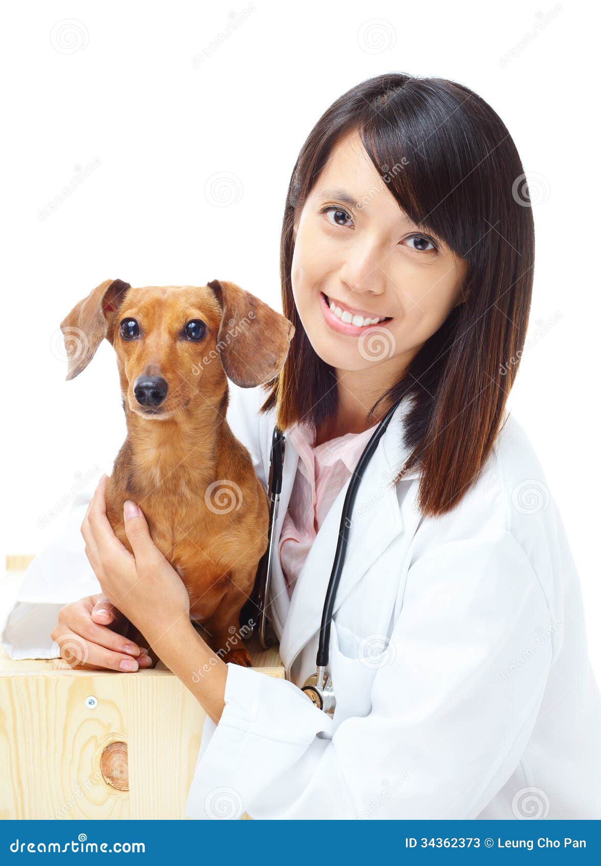 Veterinarian and Dachshund Dog Stock Image - Image of domestic, female ...
