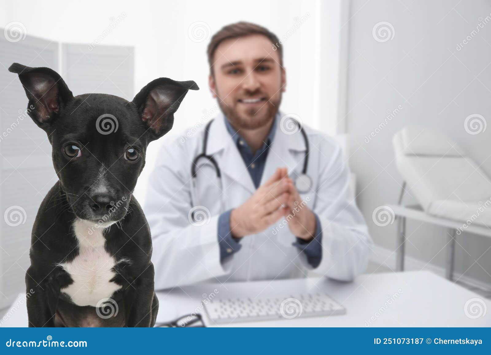 Veterinarian Doc with Adorable Dog Stock Image - Image of profession ...