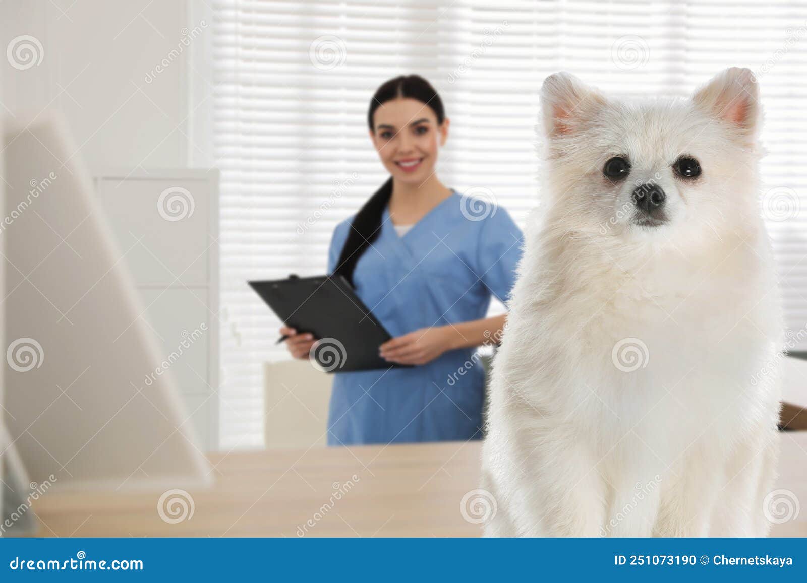 Veterinarian Doc with Adorable Dog Stock Photo - Image of domestic ...