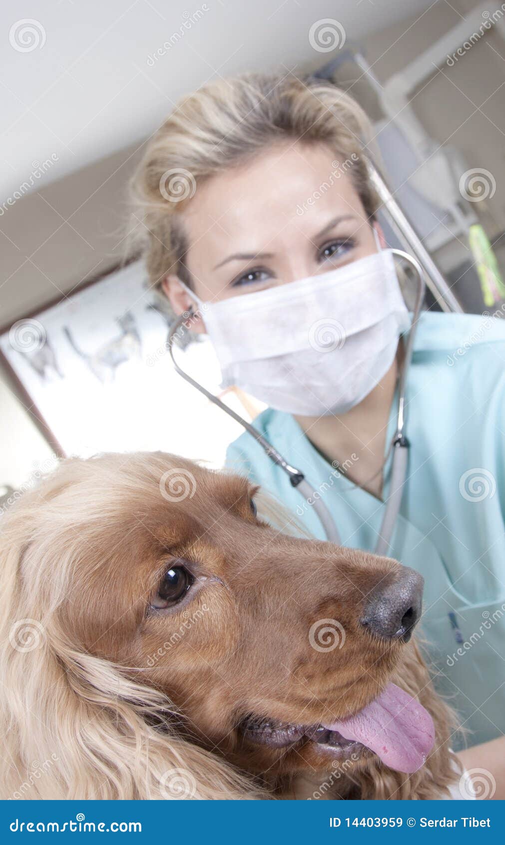 Veterinarian Doctor stock image. Image of medic, girl - 14403959