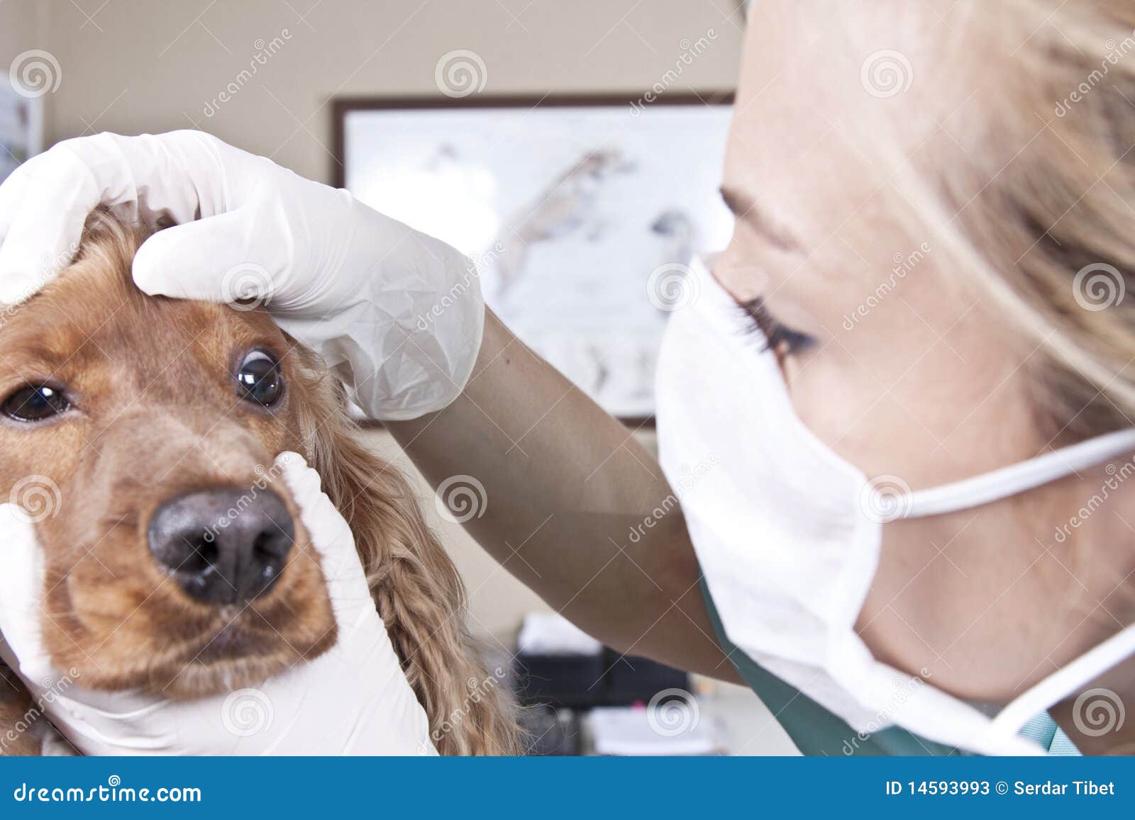 Veterinarian Doctor stock image. Image of domestic, cooker - 14593993
