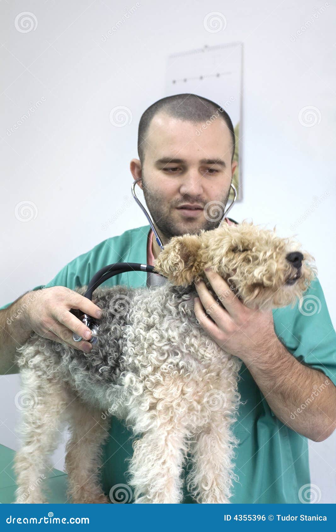 Veterinarian Doctor stock photo. Image of heal, sick, veterinary - 4355396