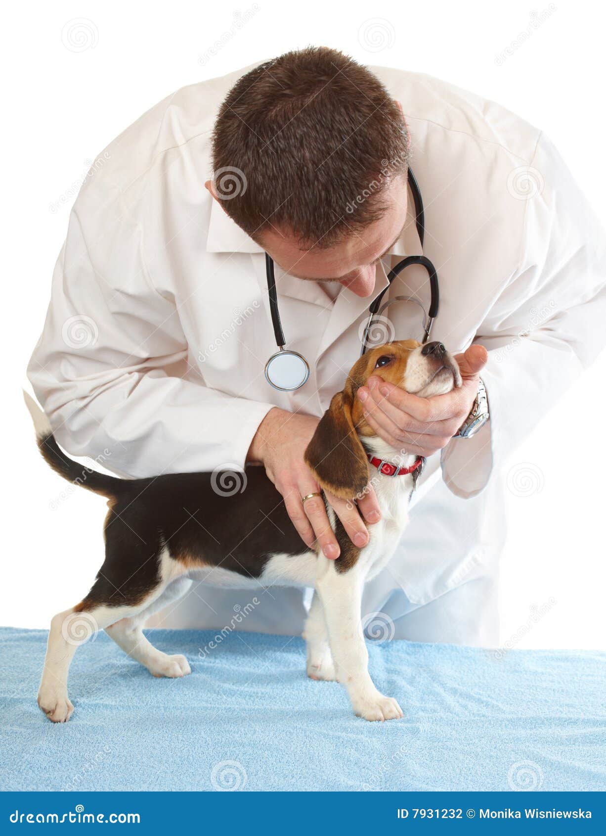 Veterinarian Doctor and a Beagle Puppy Stock Photo - Image of ...