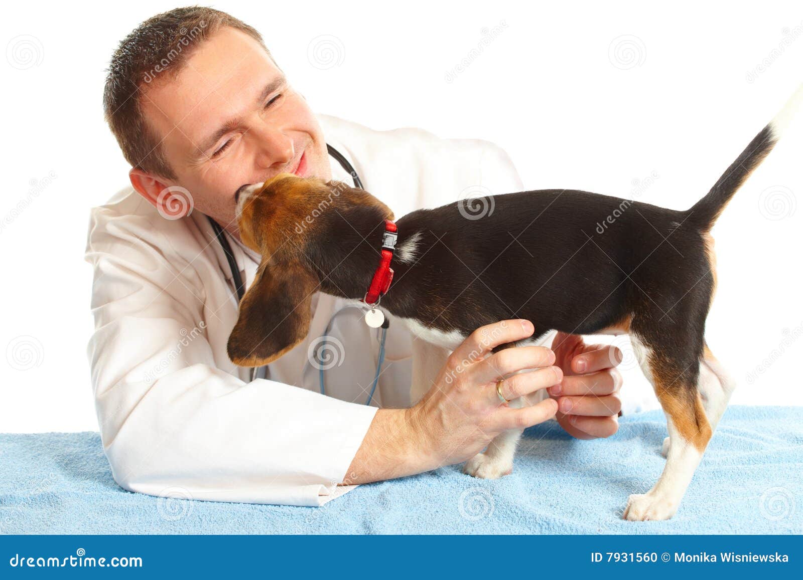 Veterinarian Doctor and a Beagle Puppy Stock Photo - Image of diagnose ...