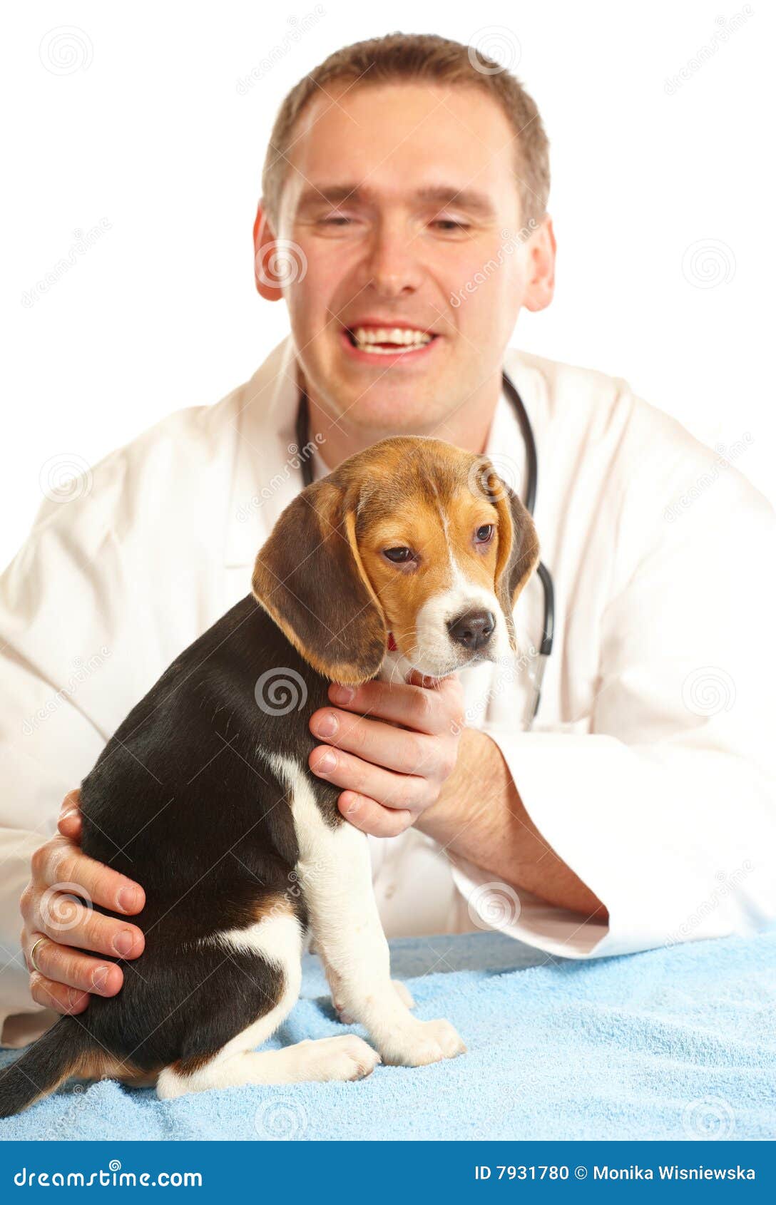 Veterinarian Doctor and a Beagle Puppy Stock Photo - Image of beagle ...