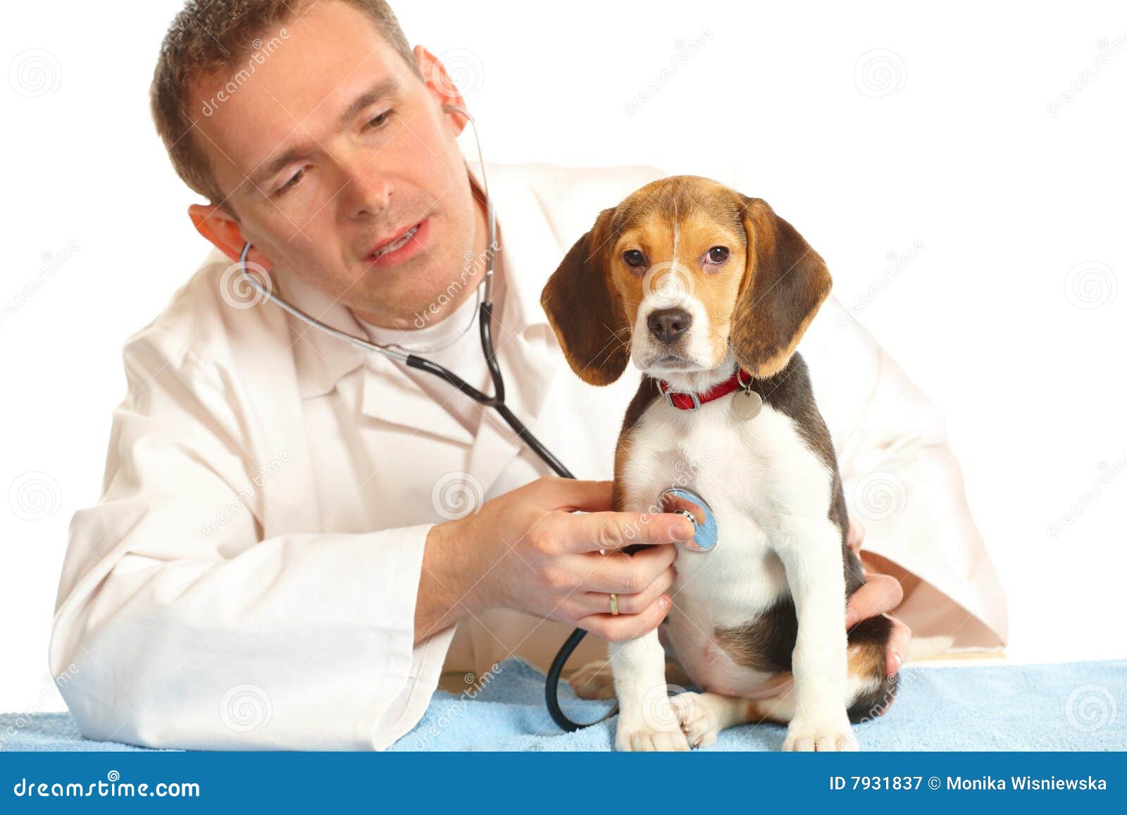 Veterinarian Doctor and a Beagle Puppy Stock Image - Image of ...