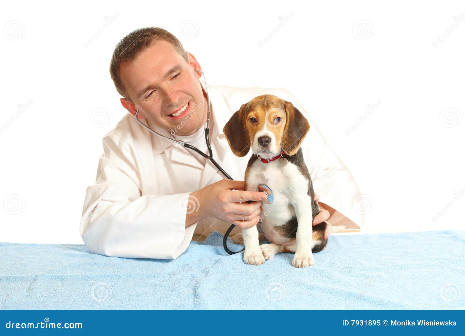 Veterinarian Doctor and a Beagle Puppy Stock Image - Image of doctor ...