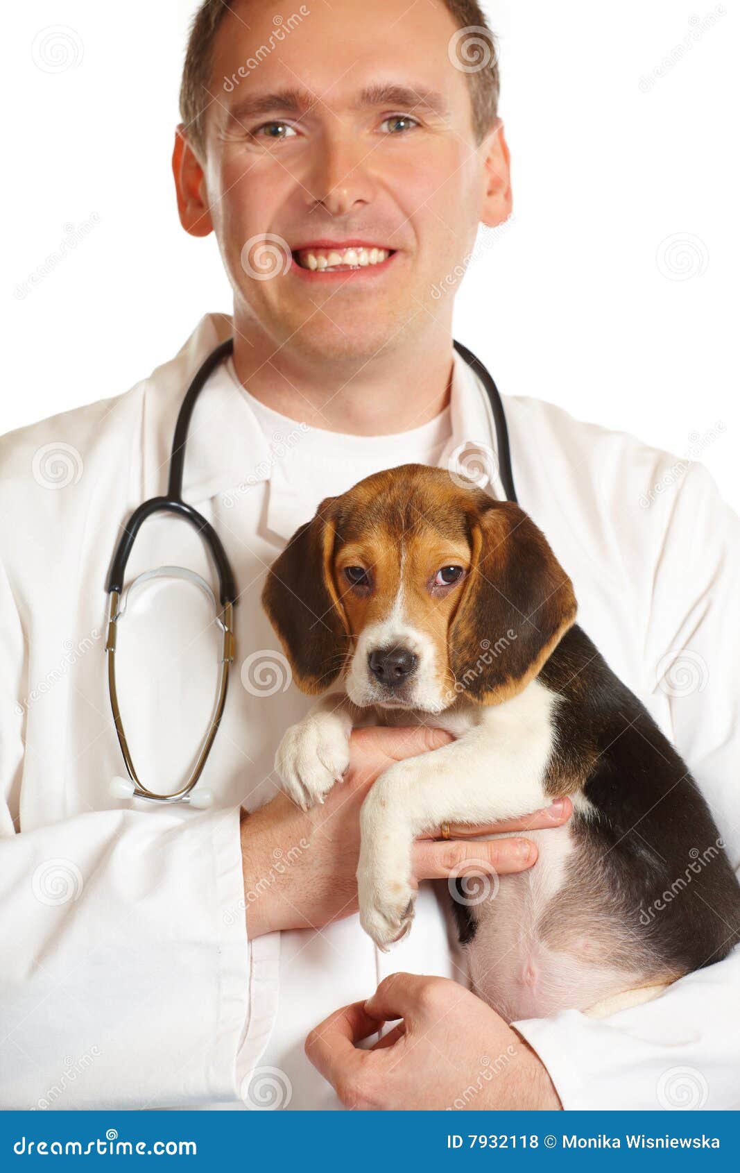 Veterinarian Doctor and a Beagle Puppy Stock Photo - Image of care ...