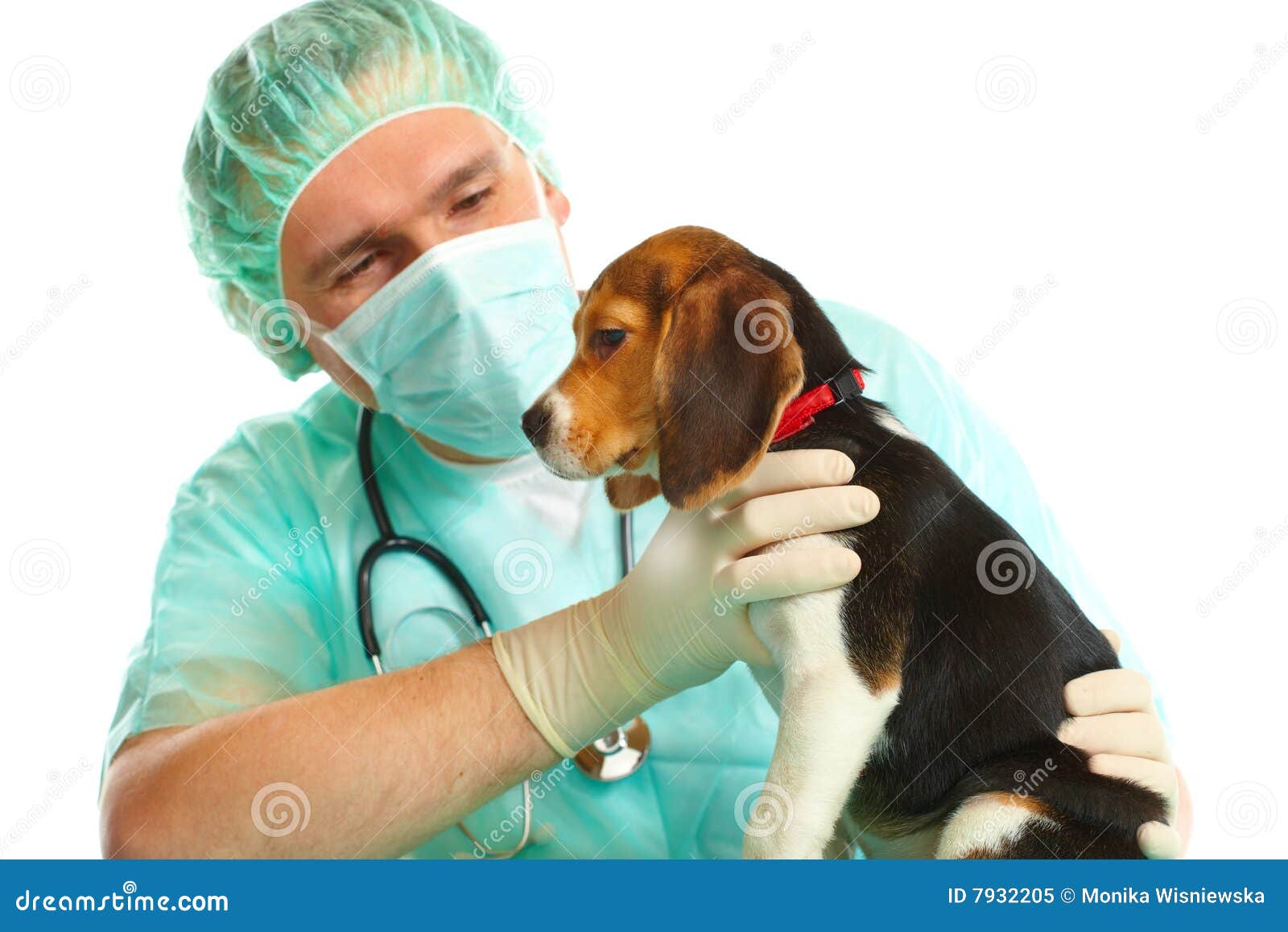 Veterinarian Doctor and a Beagle Puppy Stock Image - Image of mask ...