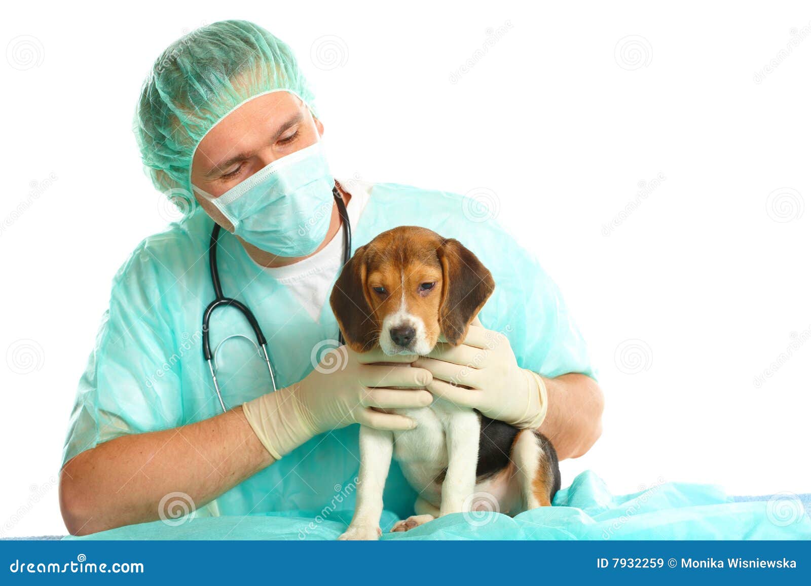 Veterinarian Doctor and a Beagle Puppy Stock Image - Image of medic ...