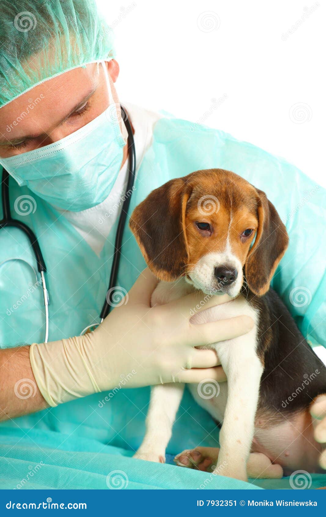 Veterinarian Doctor and a Beagle Puppy Stock Image - Image of puppy ...
