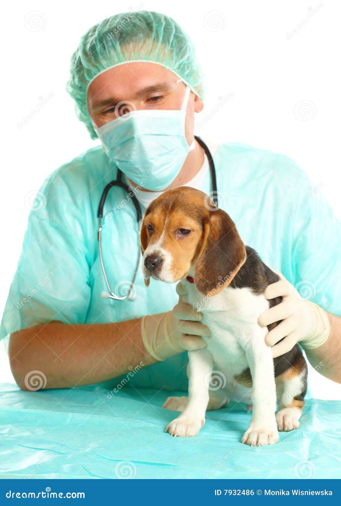 Veterinarian Doctor and a Beagle Puppy Stock Photo - Image of mammal ...