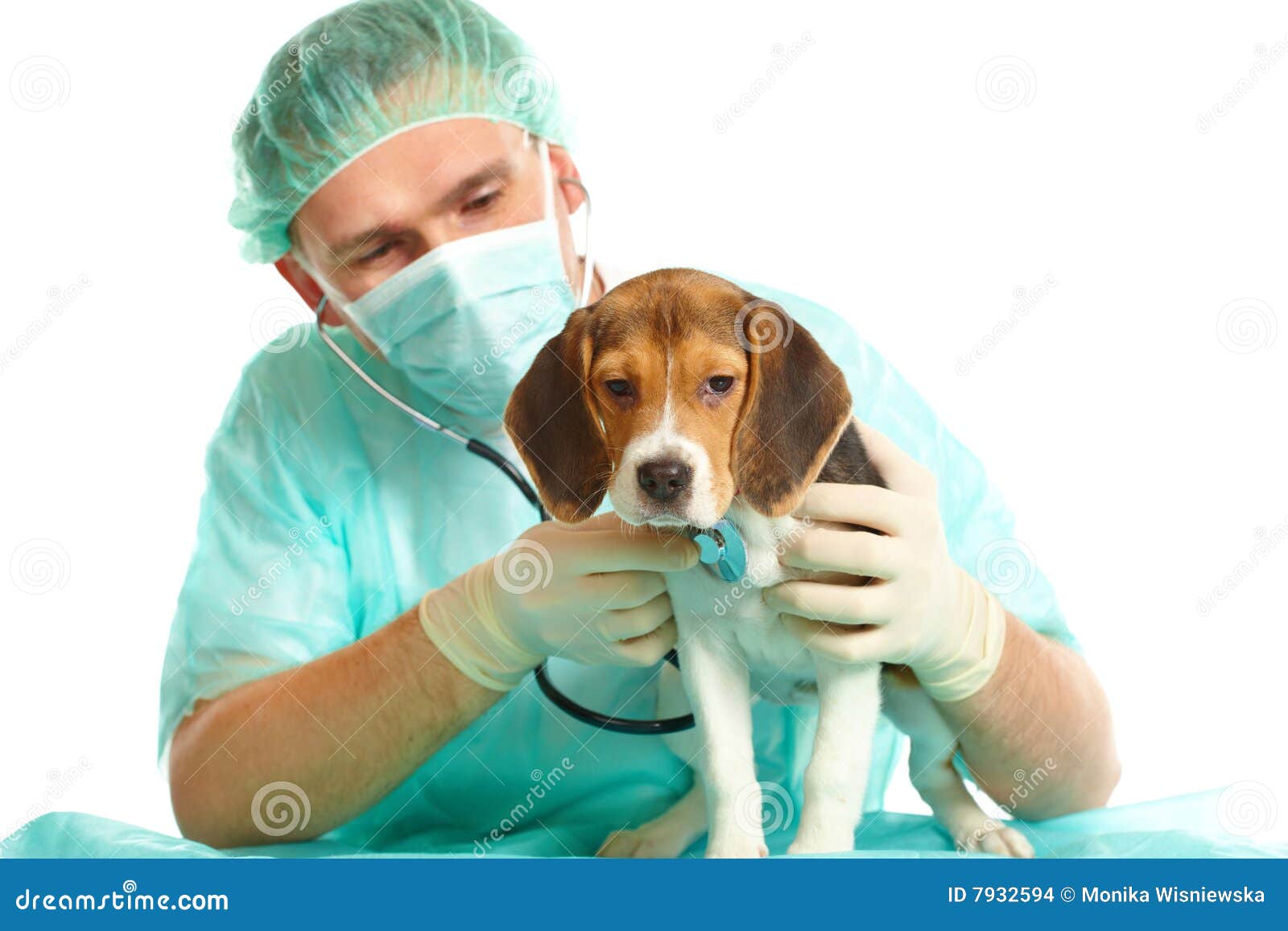 Veterinarian Doctor and a Beagle Puppy Stock Photo - Image of green ...