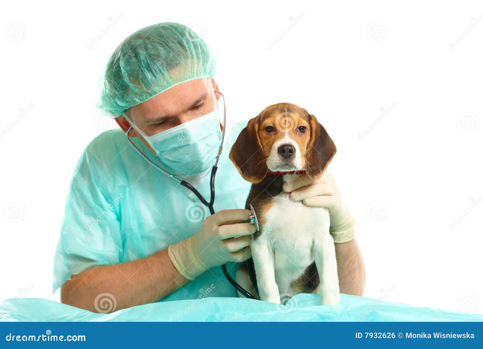 Veterinarian Doctor and a Beagle Puppy Stock Photo - Image of ...