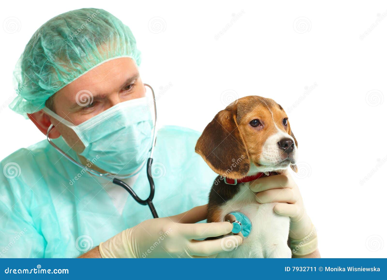 Veterinarian Doctor and a Beagle Puppy Stock Image - Image of beagle ...