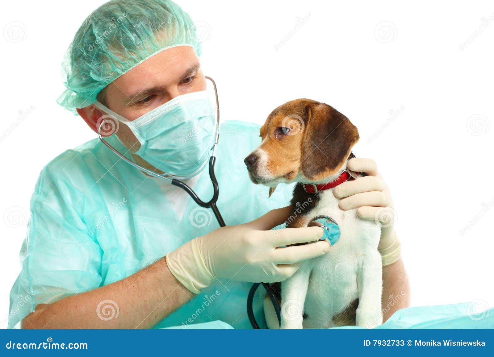 Veterinarian Doctor and a Beagle Puppy Stock Image - Image of portrait ...