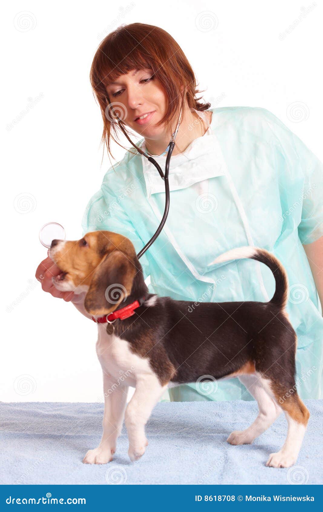 Veterinarian Doctor and a Beagle Puppy Stock Photo - Image of mammal ...