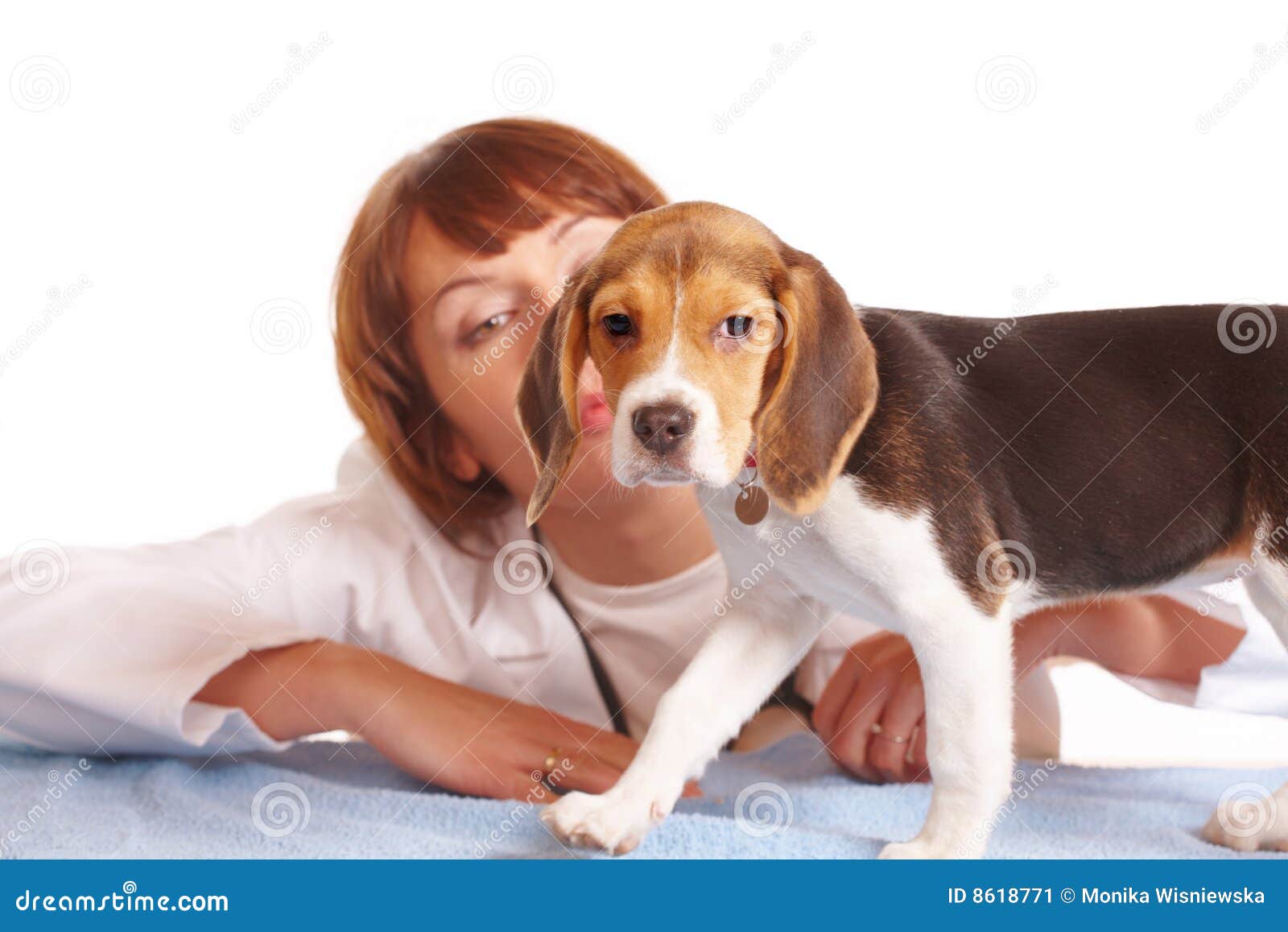 Veterinarian Doctor and a Beagle Puppy Stock Image - Image of ...