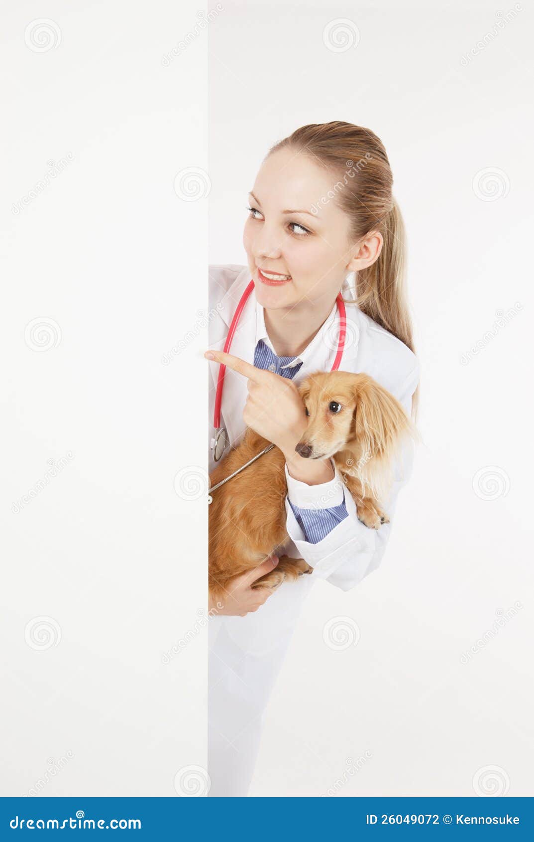 Veterinarian Doctor with Dog Stock Photo - Image of health, copy: 26049072