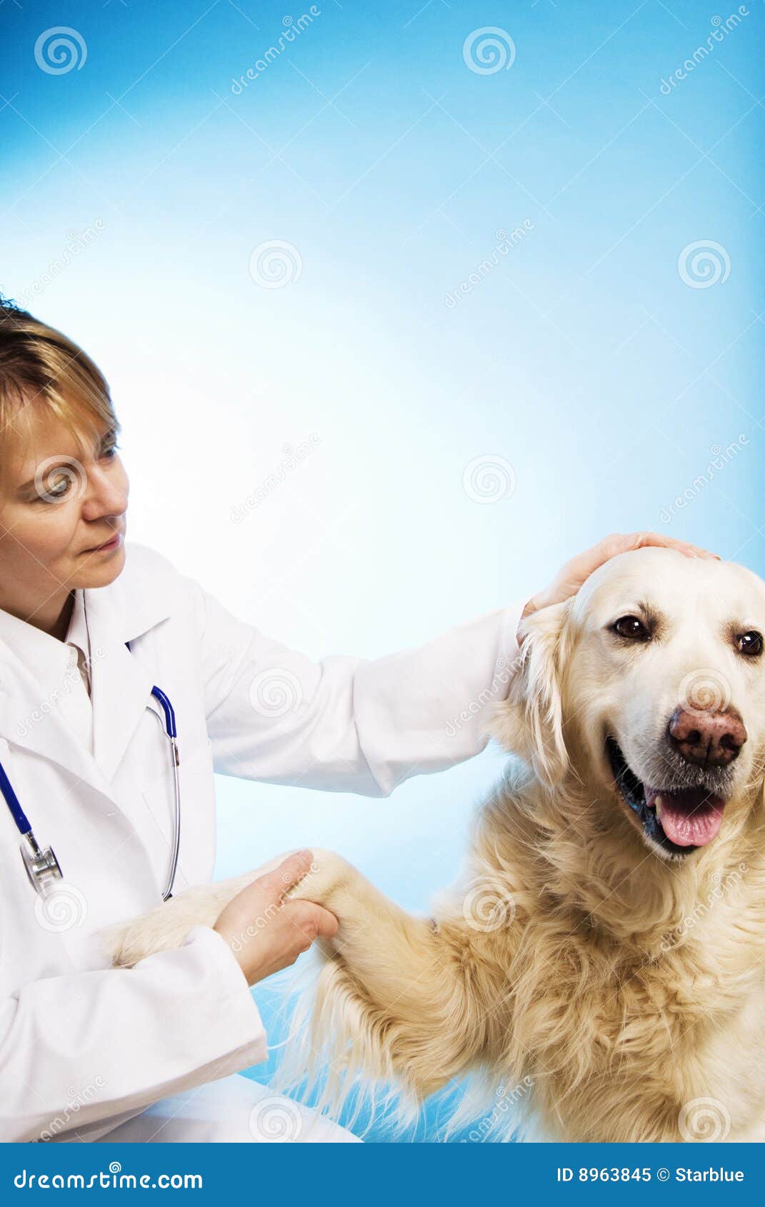 Veterinarian Doctor with Dog Stock Image - Image of healthcare ...
