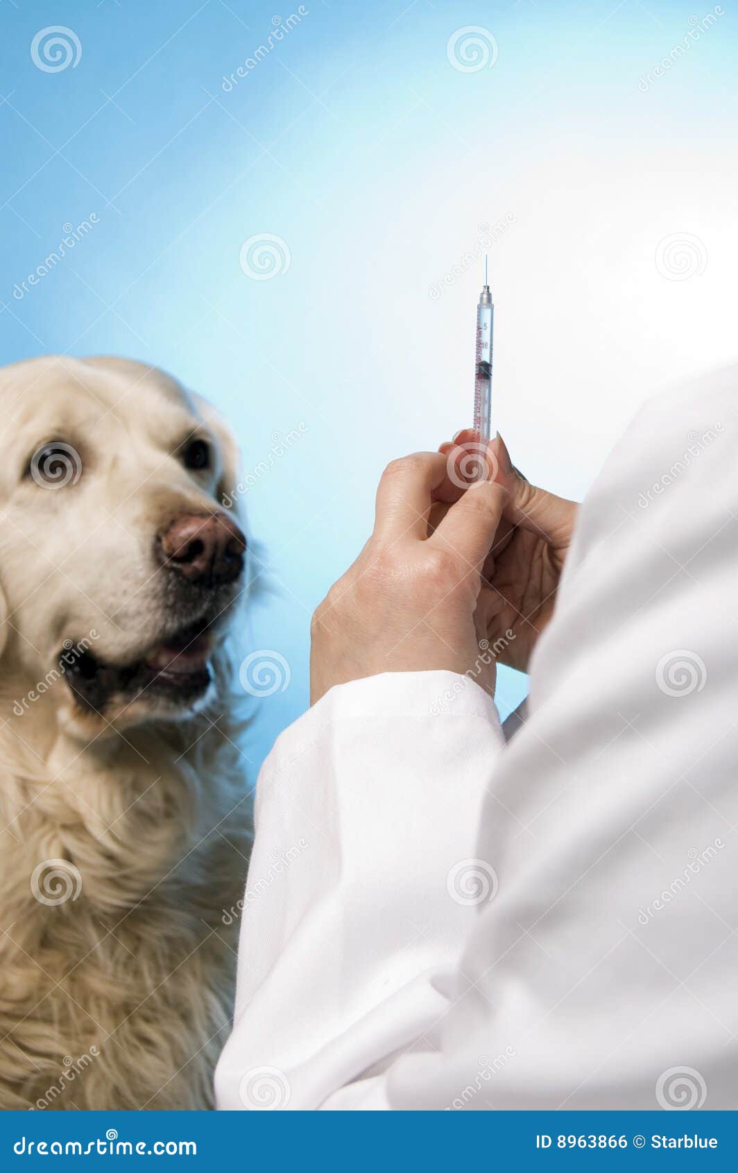 Veterinarian Doctor with Dog Stock Photo - Image of stethoscope ...