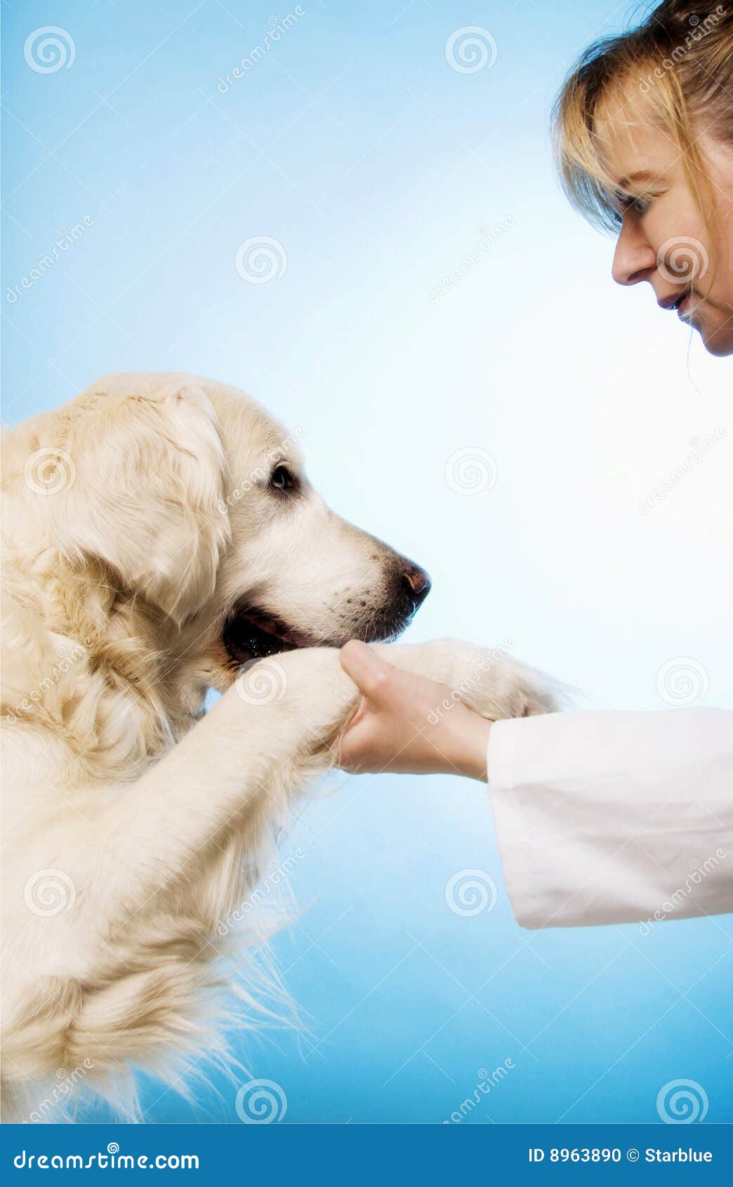 Veterinarian Doctor with Dog Stock Photo - Image of health, animal: 8963890