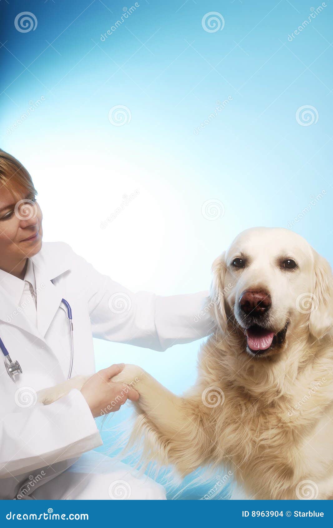 Veterinarian Doctor with Dog Stock Photo - Image of doctor, caucasian ...
