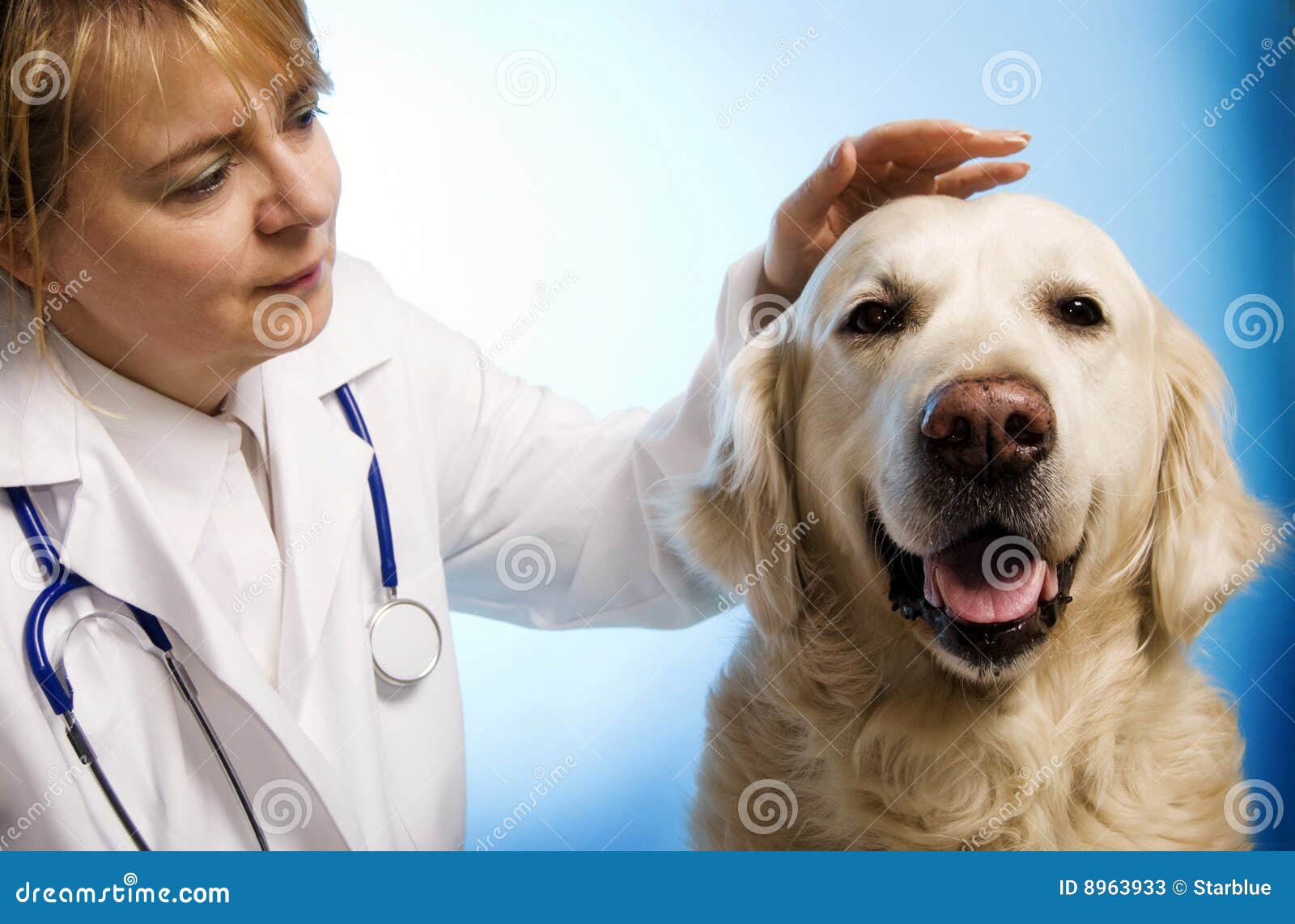 Veterinarian Doctor With Dog Stock Photos - Image: 8963933