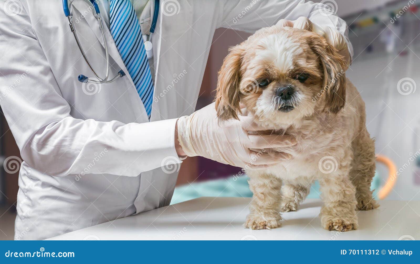 Veterinarian Doctor is Examining Dog in Veterinary Stock Photo - Image ...