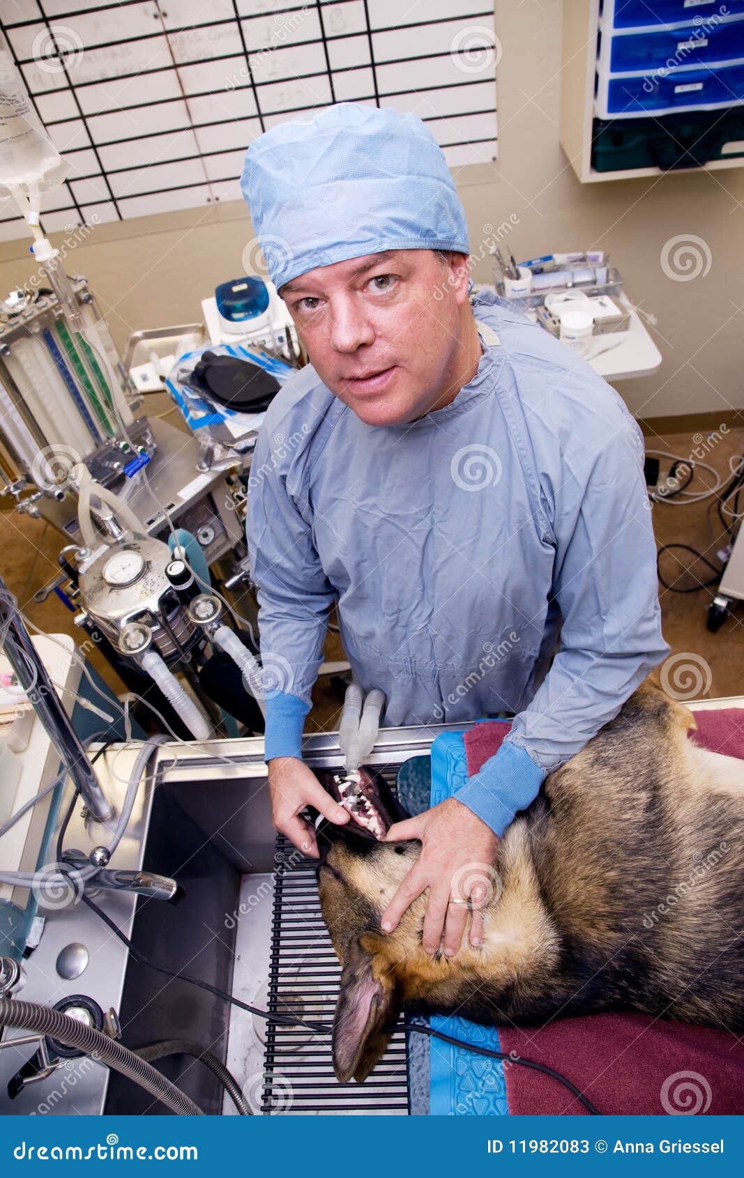 Veterinarian with Dog Pre-operation Stock Image - Image of professional ...